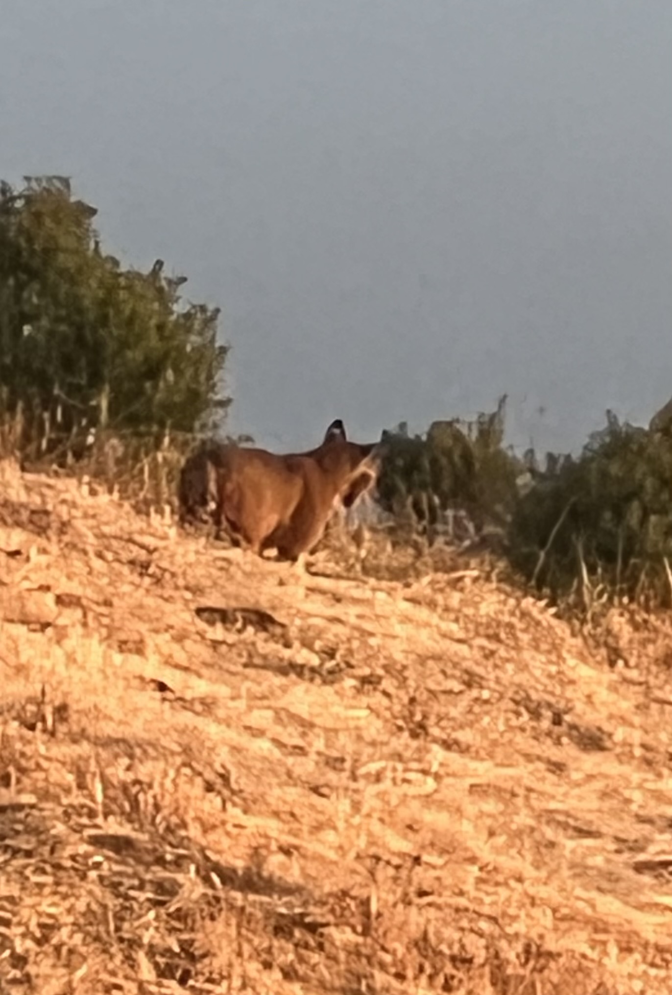 Puma & Bobcat Sightings Map | Bay Area Puma Project