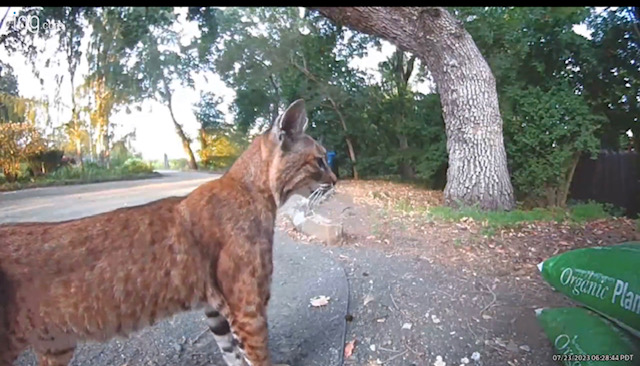Puma & Bobcat Sightings Map | Bay Area Puma Project