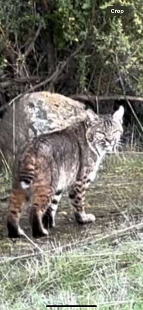 Puma & Bobcat Sightings Map | Bay Area Puma Project