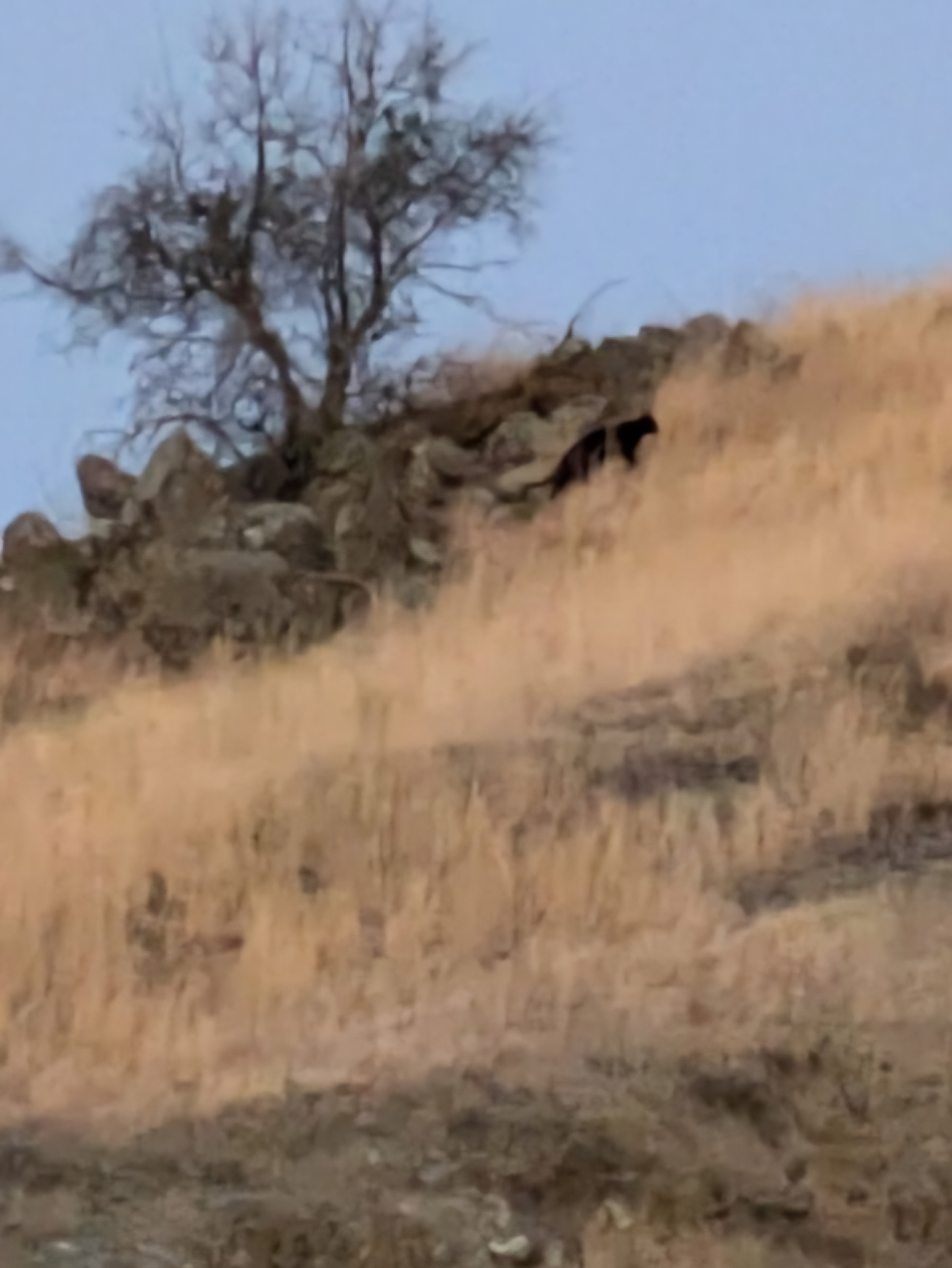 Puma & Bobcat Sightings Map | Bay Area Puma Project