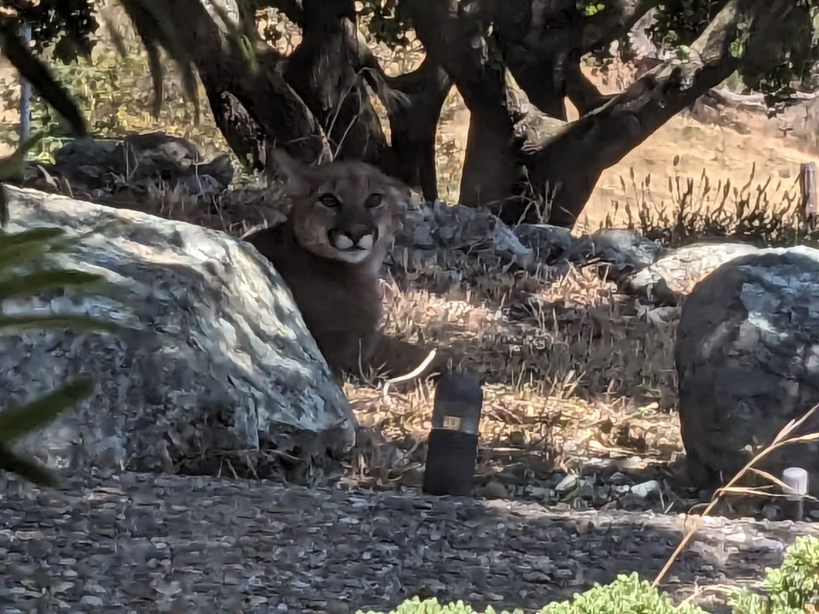 Puma & Bobcat Sightings Map | Bay Area Puma Project