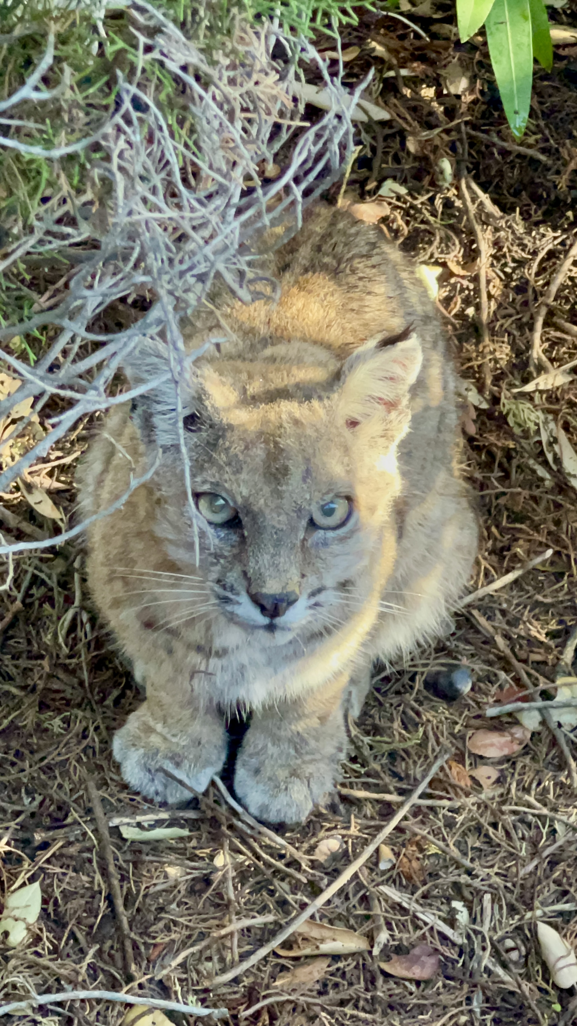 Puma & Bobcat Sightings Map | Bay Area Puma Project