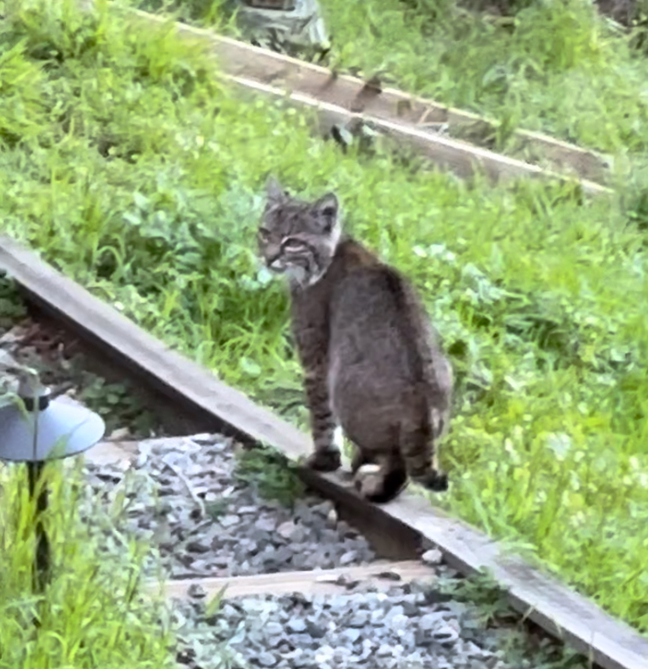 Puma & Bobcat Sightings Map | Bay Area Puma Project