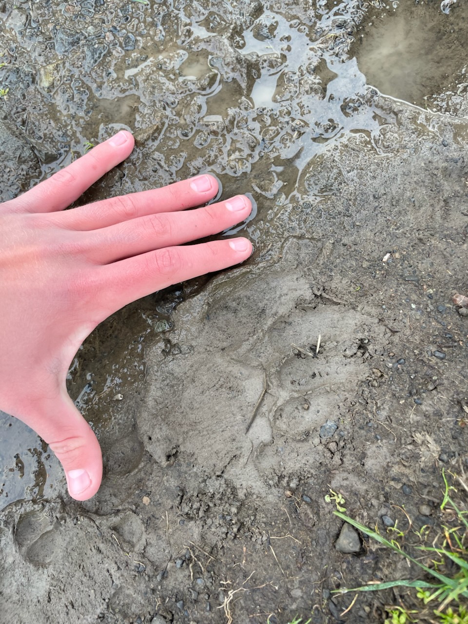 Puma & Bobcat Sightings Map | Bay Area Puma Project