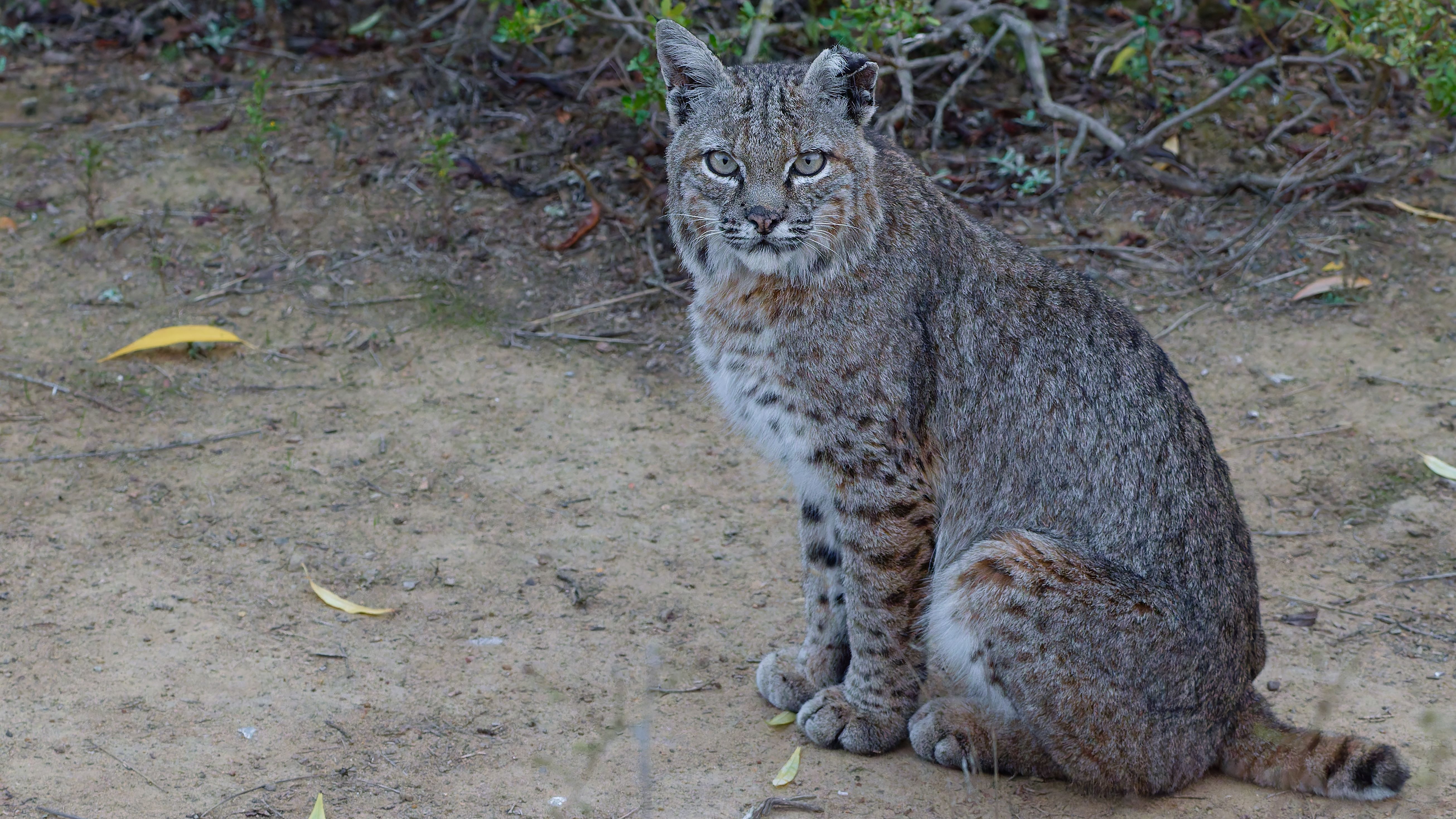 Puma & Bobcat Sightings Map | Bay Area Puma Project