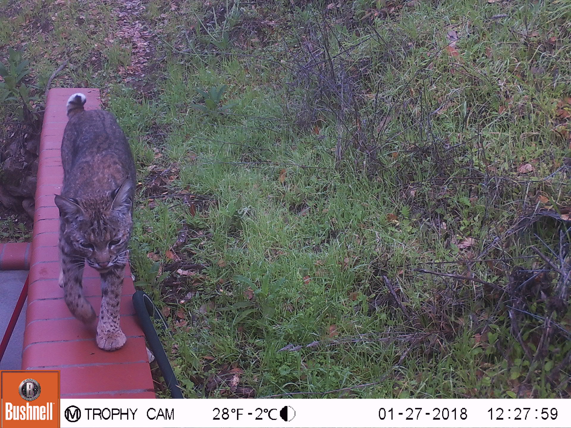 Puma & Bobcat Sightings Map | Bay Area Puma Project