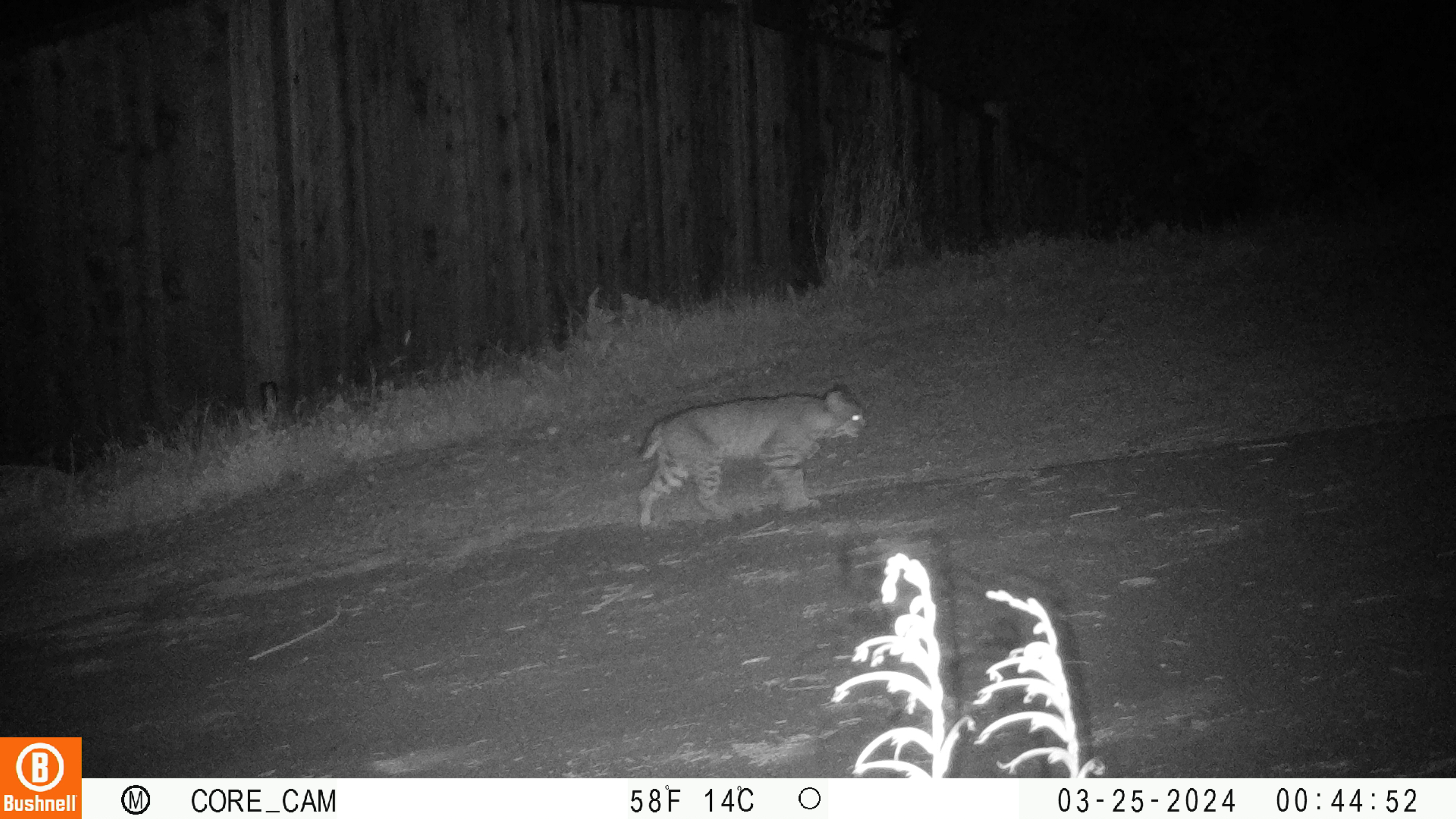 Puma & Bobcat Sightings Map | Bay Area Puma Project