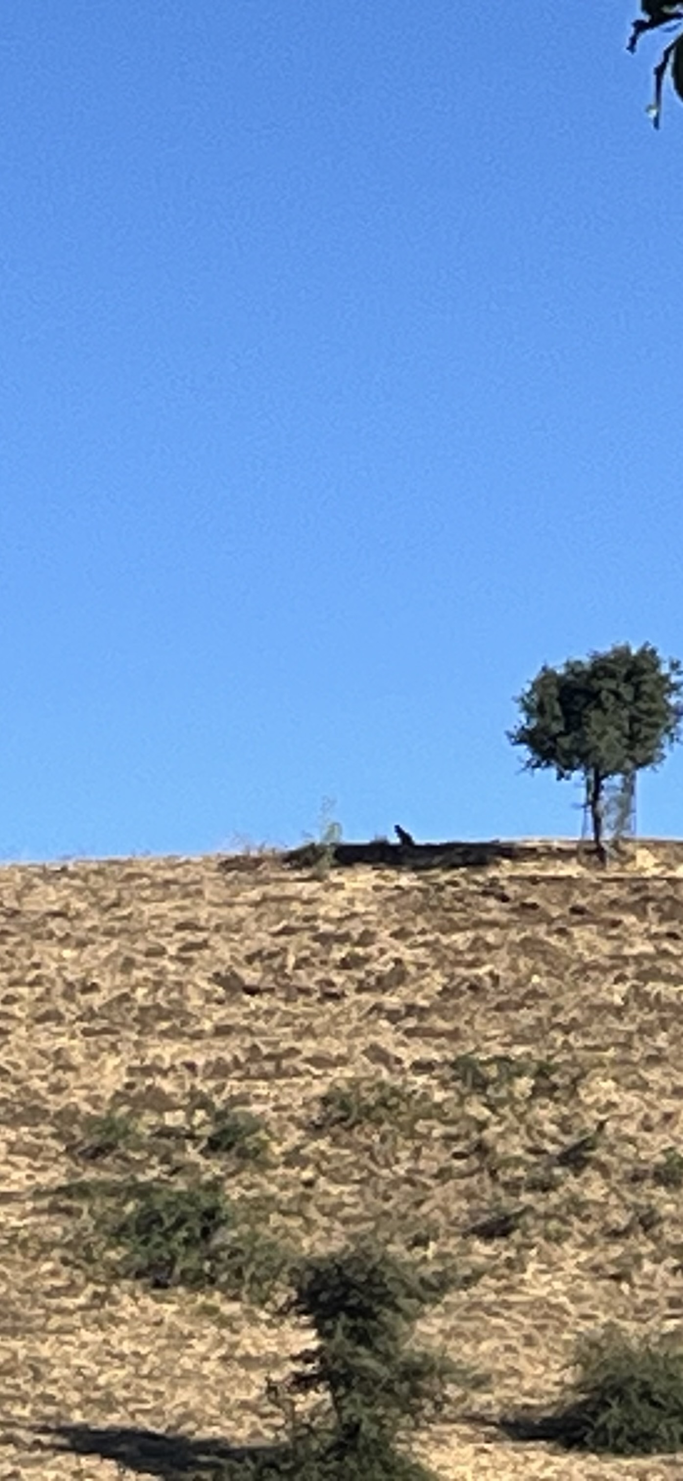 Puma & Bobcat Sightings Map | Bay Area Puma Project