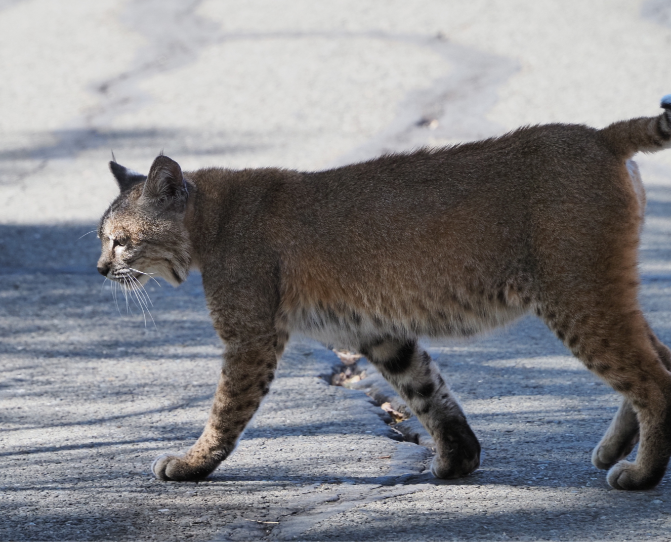 Puma & Bobcat Sightings Map | Bay Area Puma Project