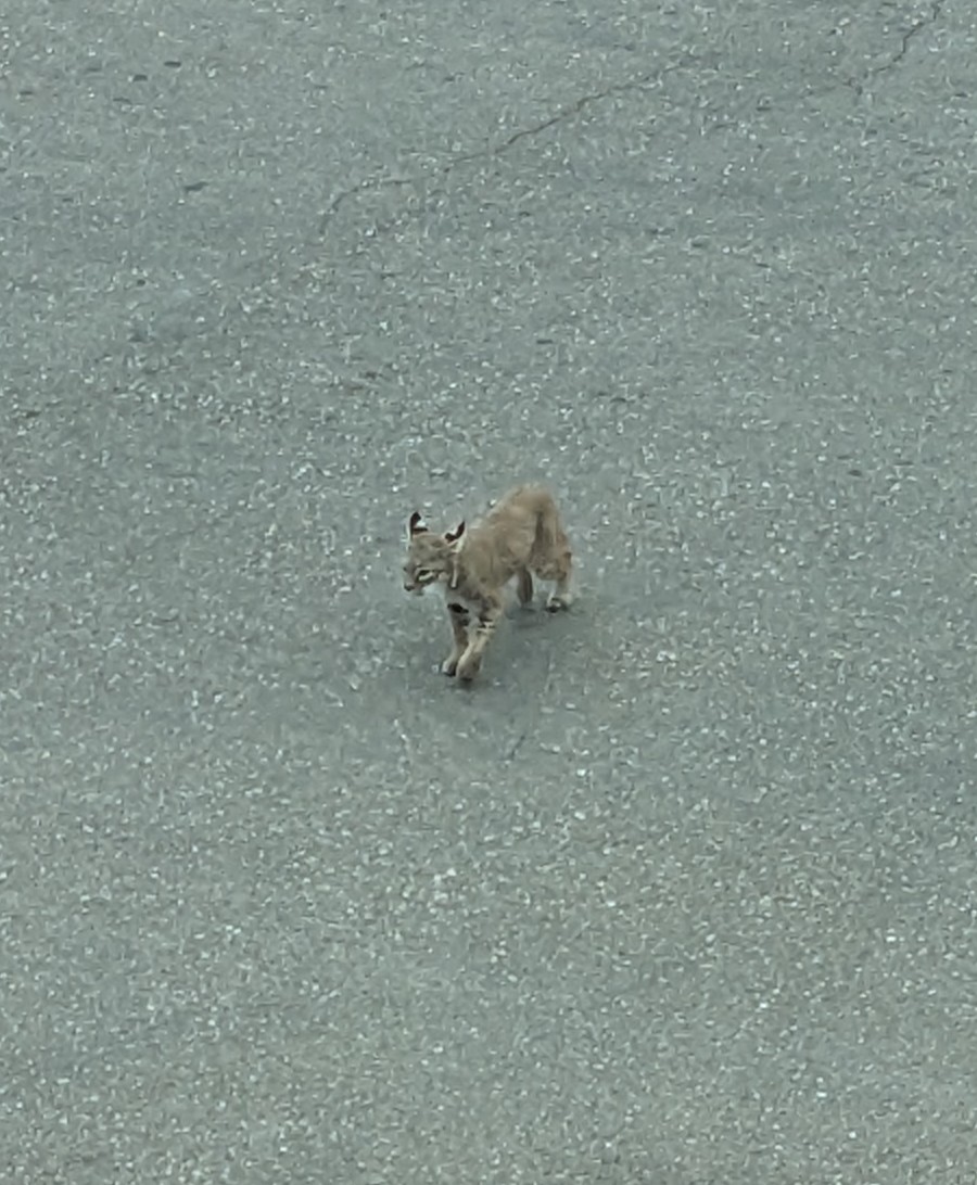 Puma & Bobcat Sightings Map | Bay Area Puma Project
