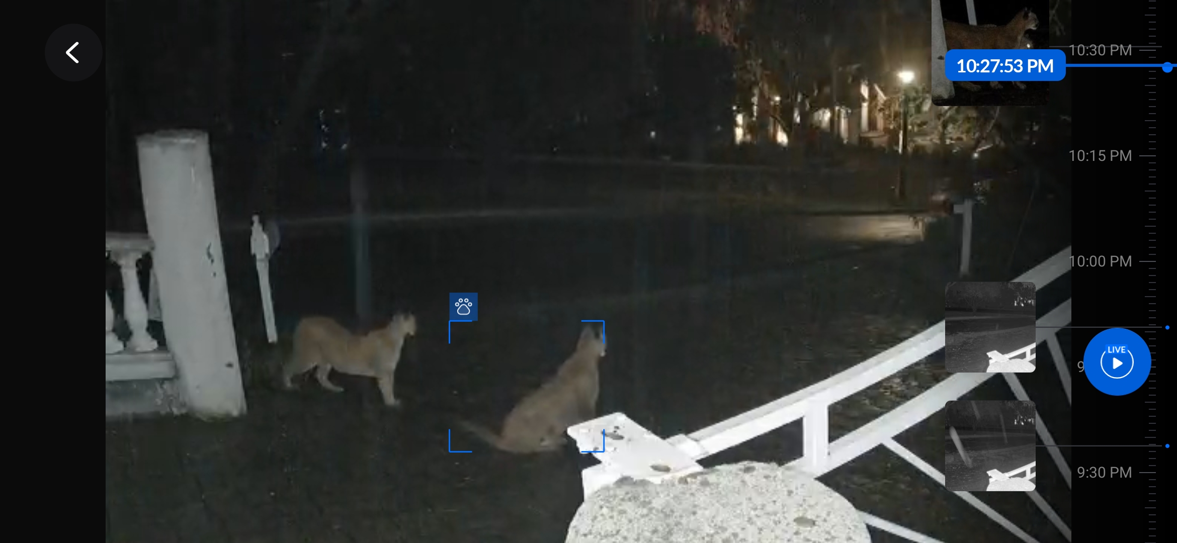 Puma & Bobcat Sightings Map | Bay Area Puma Project