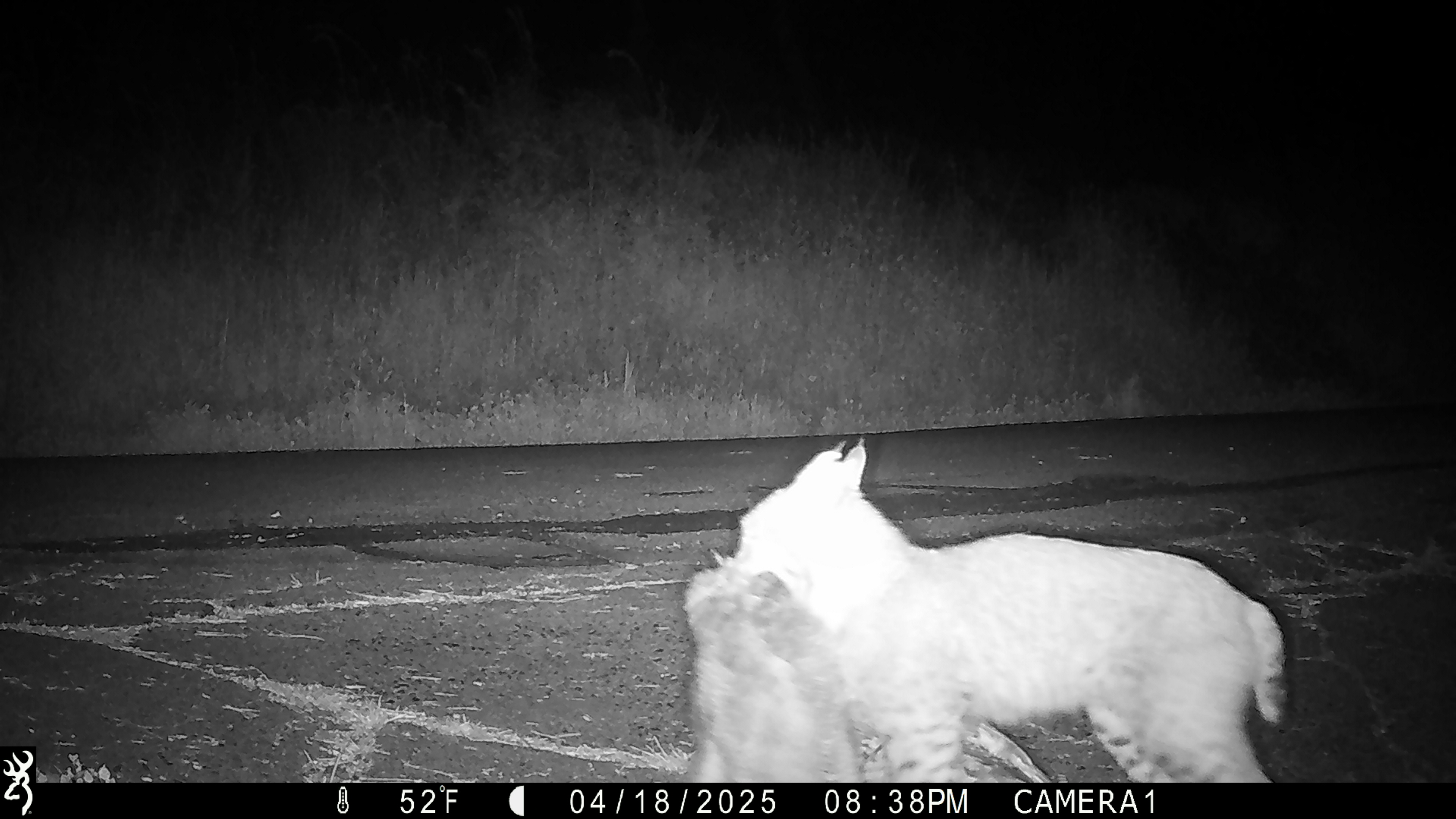 Puma & Bobcat Sightings Map | Bay Area Puma Project