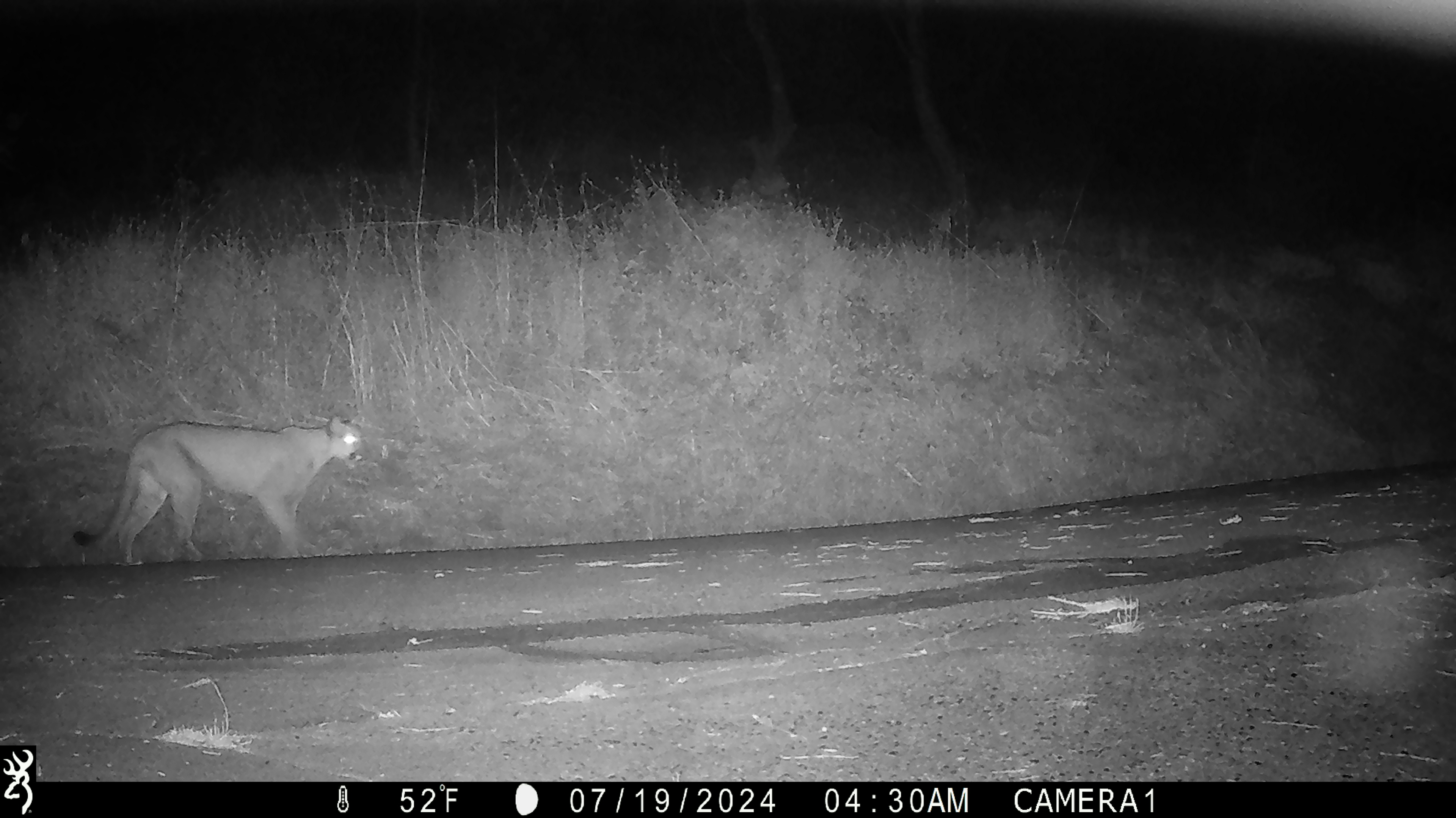 Puma & Bobcat Sightings Map | Bay Area Puma Project