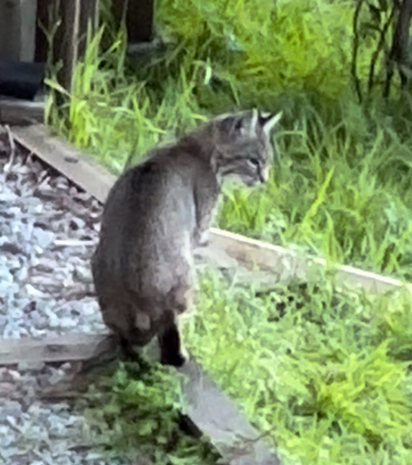 Puma & Bobcat Sightings Map | Bay Area Puma Project