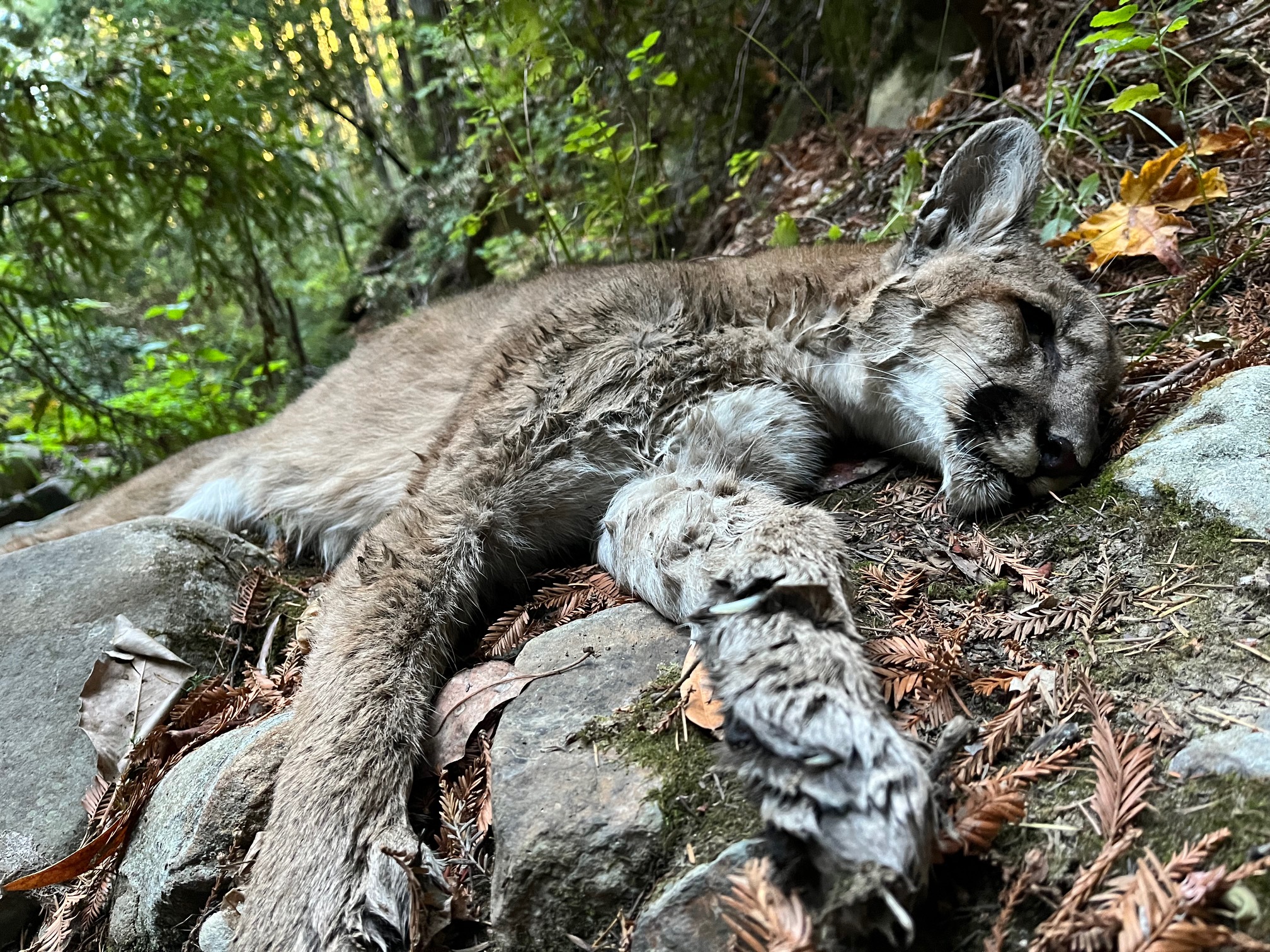 Puma & Bobcat Sightings Map | Bay Area Puma Project