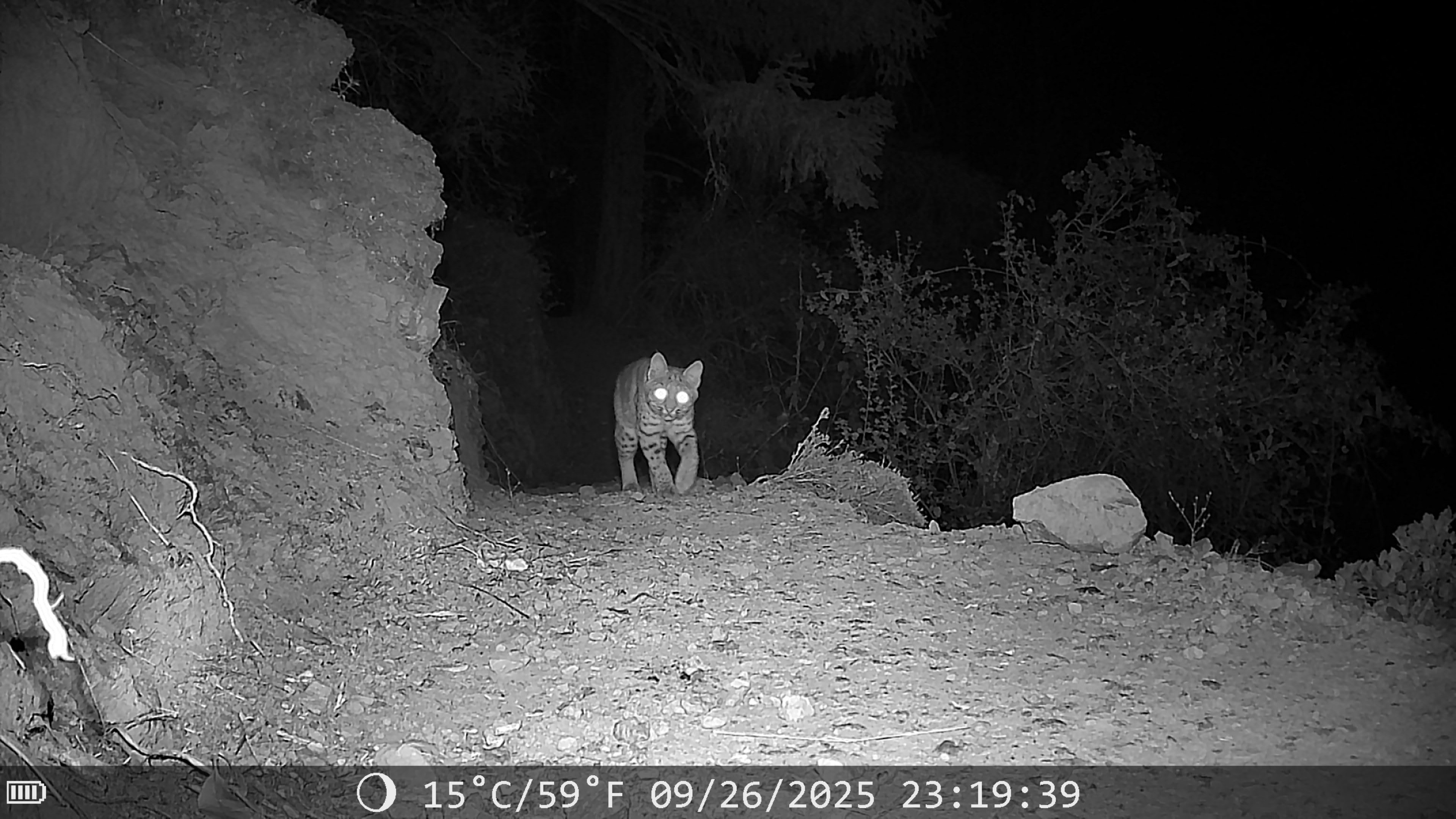 Puma & Bobcat Sightings Map | Bay Area Puma Project