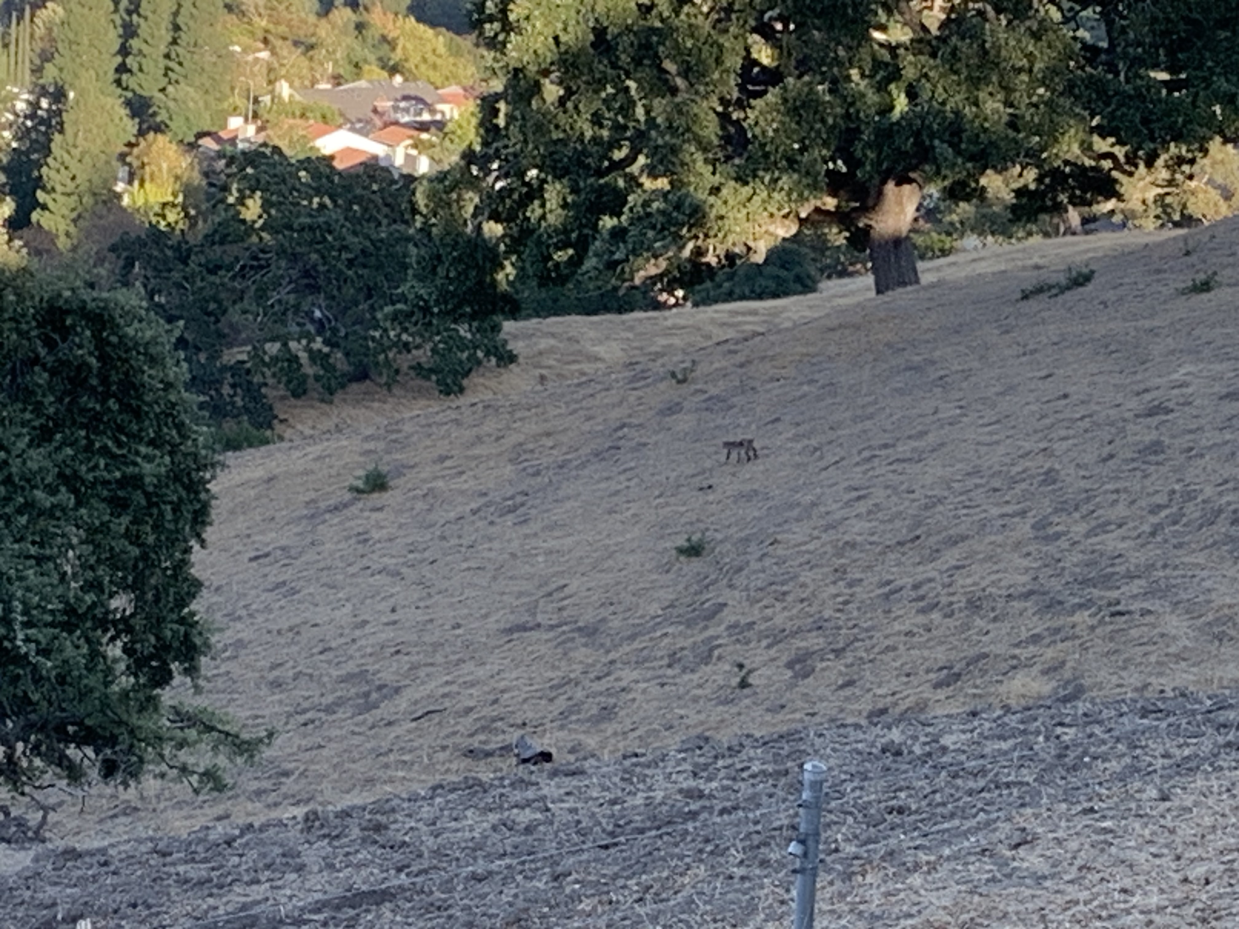 Puma & Bobcat Sightings Map | Bay Area Puma Project