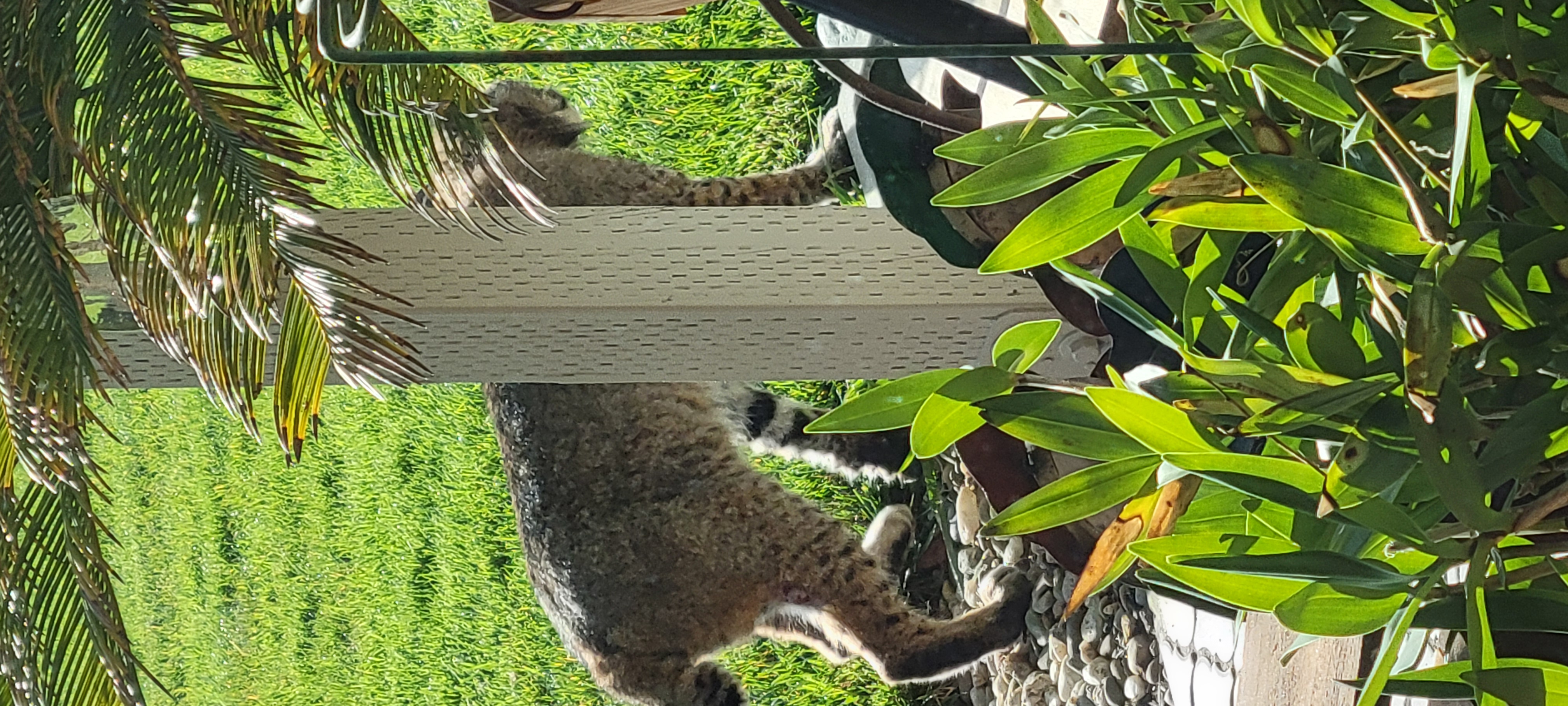 Puma & Bobcat Sightings Map | Bay Area Puma Project