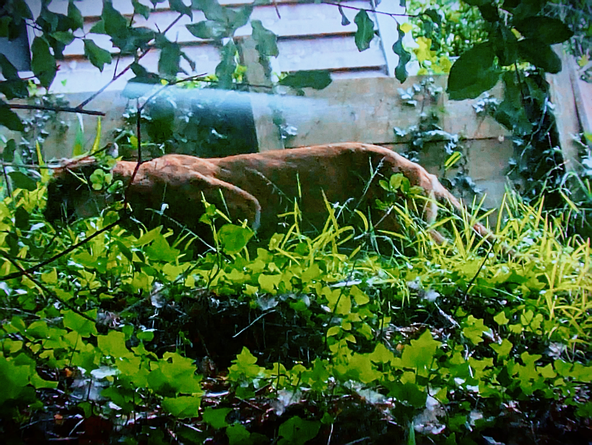 Puma & Bobcat Sightings Map | Bay Area Puma Project